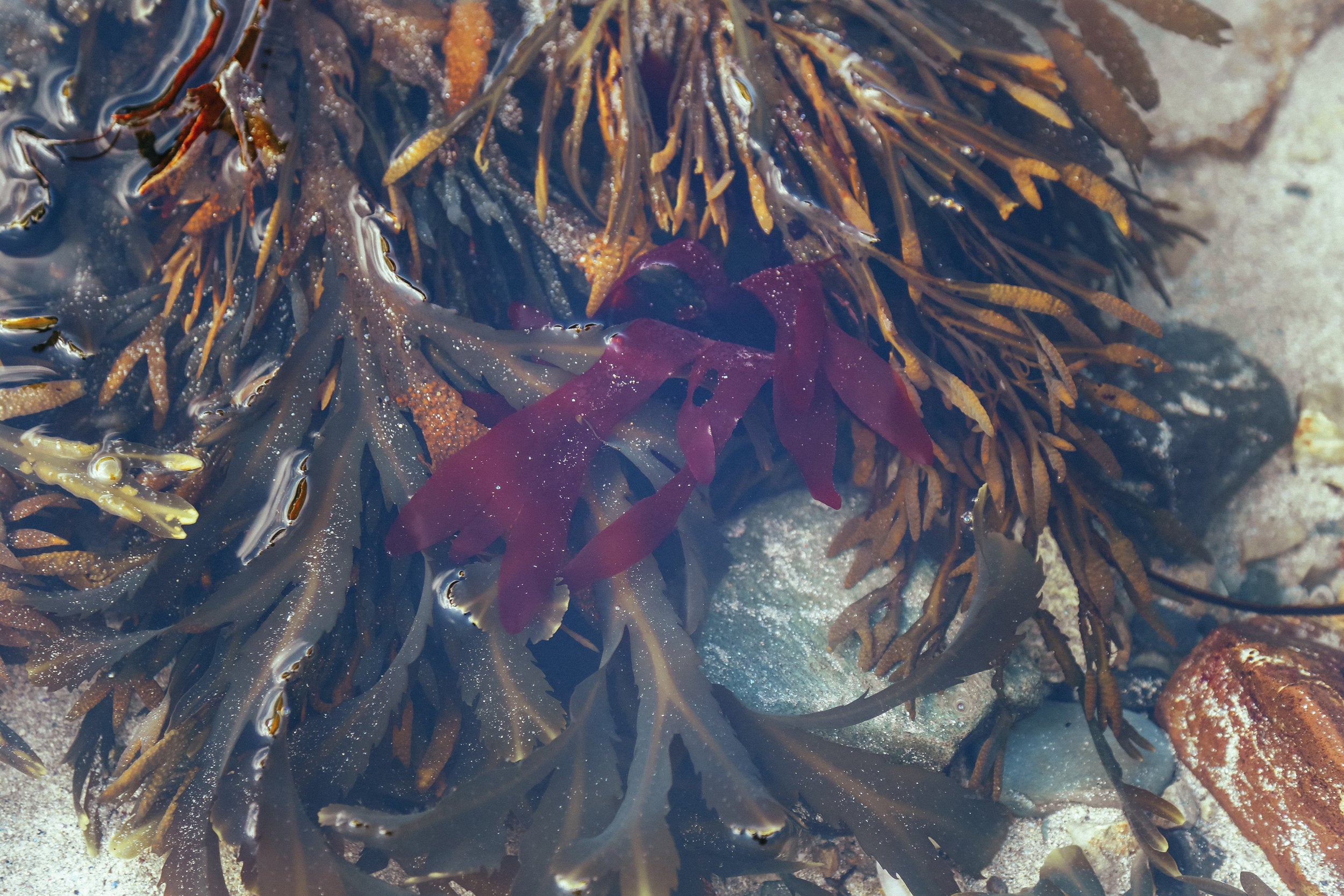 GUIDE TO: Seaweed Foraging (updated) – Superfolk