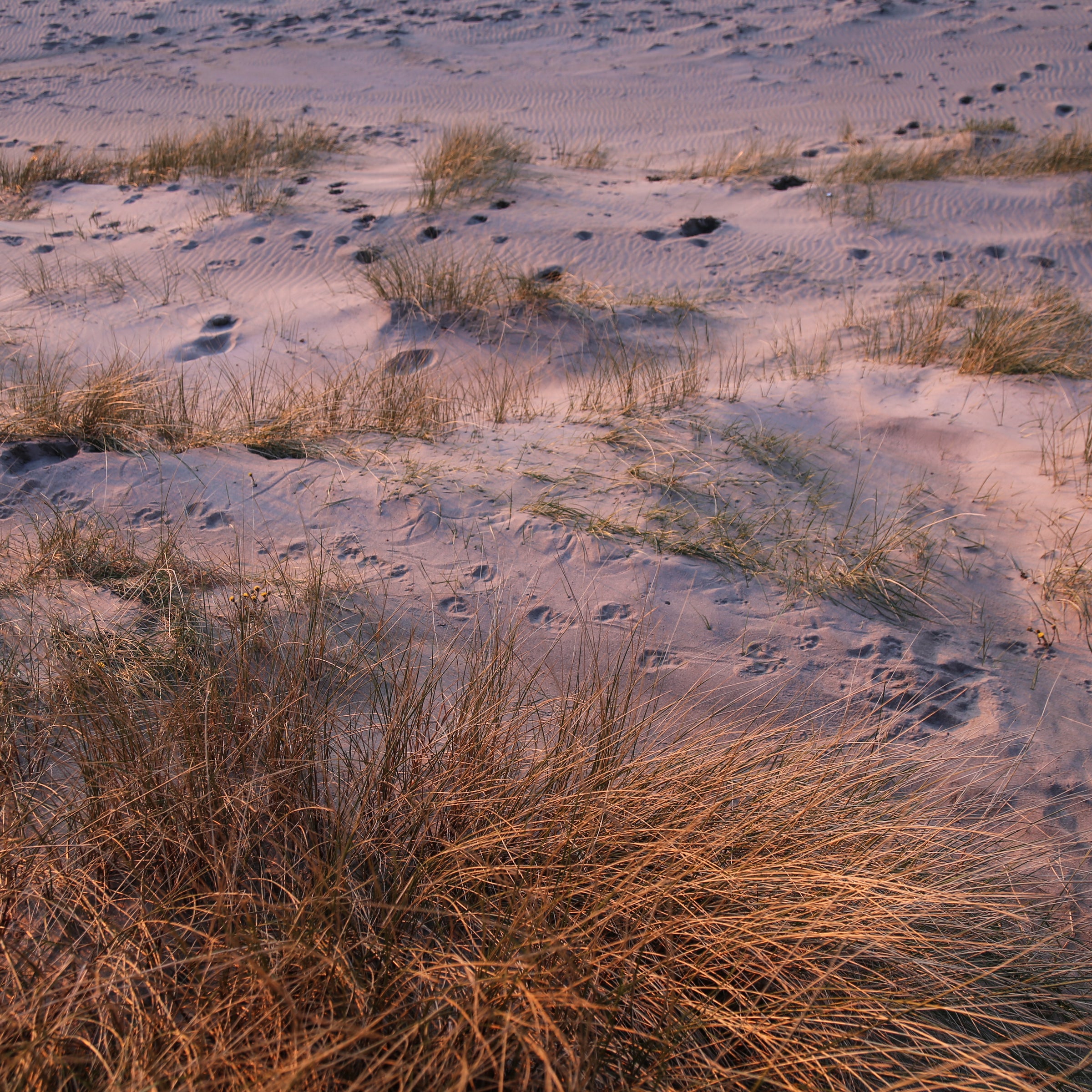 Discover Nature Everyday – Superfolk