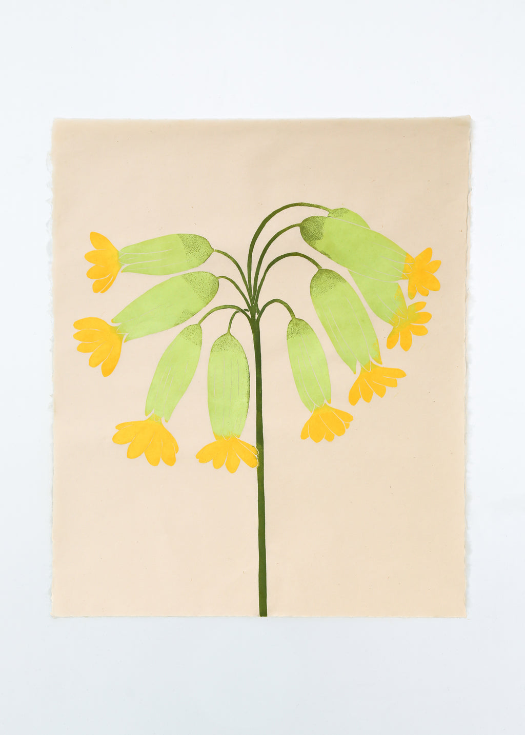 Cowslip – Superfolk