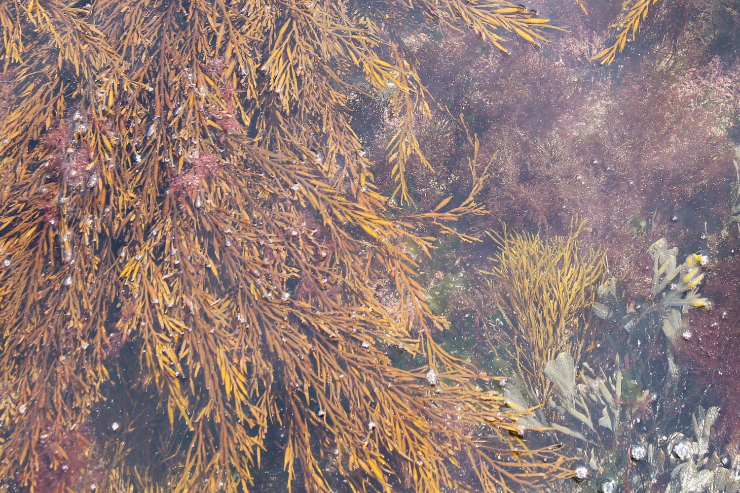 WHY IT MATTERS: Ireland's gorse fires. – Superfolk